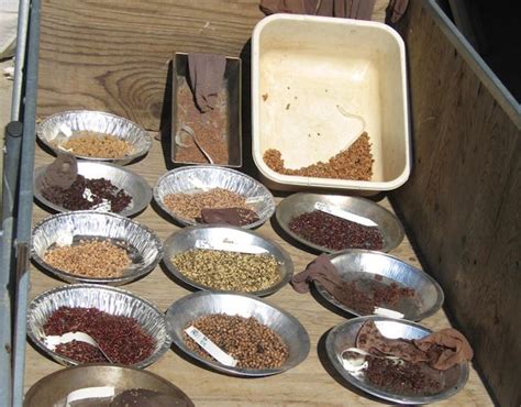 Seed Collecting Time