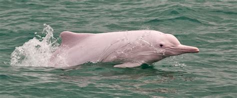 Pink Dolphin Appears Off Vietnam Beach Locals Call It A Good Omen