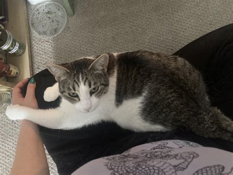 Spot The Kitty 🖤 Sylvia Is My Little Ritual Buddy And Her Purring On
