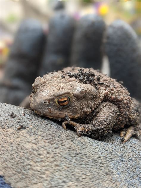 Wild Bunch Column Frogs And Toads In Spring Frome Town Council