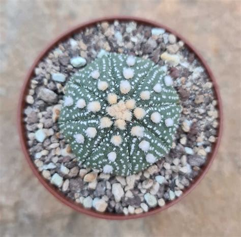 Astrophytum Asterias