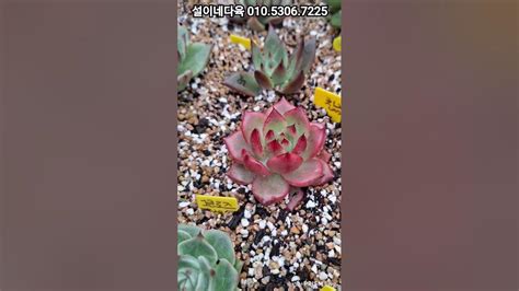 창전문설이네다육저녁7시판매실방😊💘💝💖💕💞 Youtube