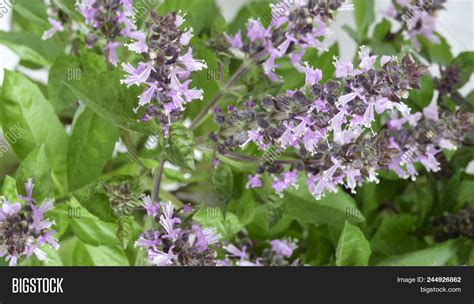Spicy Grass Basil Image And Photo Free Trial Bigstock