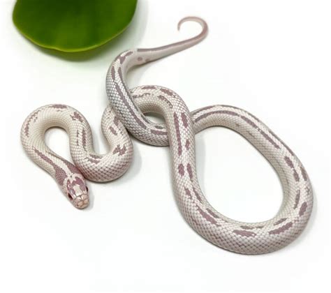 High White Albino Aberrant California King Male Dynasty Reptiles