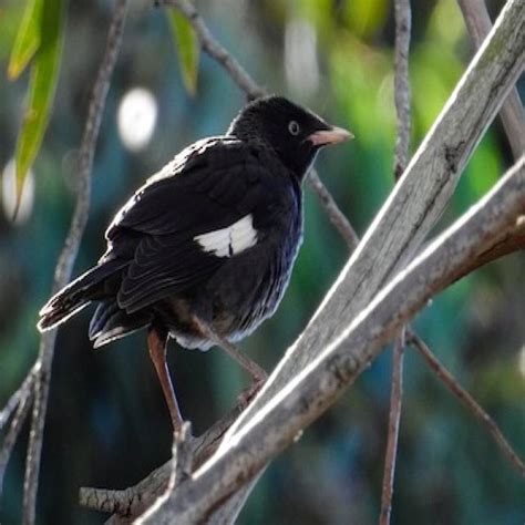 Bird Classification Object Detection Dataset V Am By Jibi Pinya