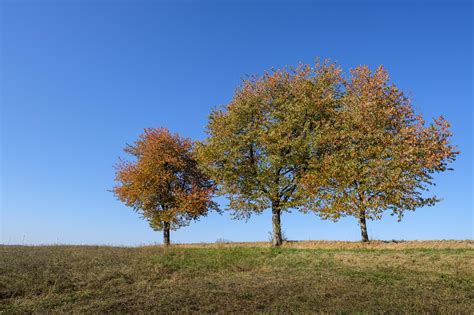 Tree Fall Leaves Free Photo On Pixabay Pixabay