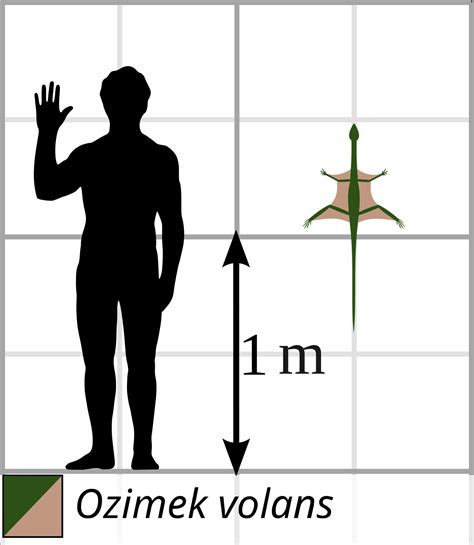 File Ozimek Size Comparison Svg Wikimedia Commons
