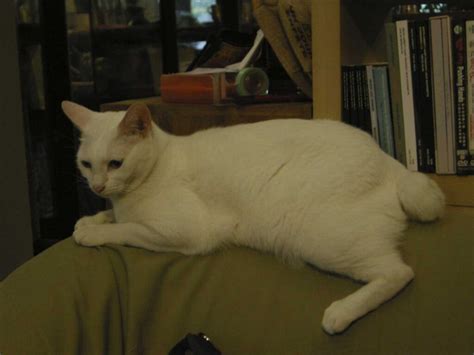 Bobtail japonés Características y carácter Razas de gatos