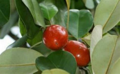 Bentuk Bentuk Apex Folii Ujung Daun