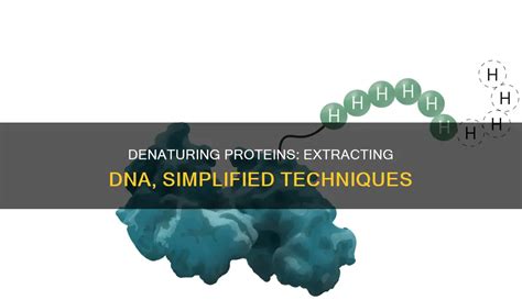Denaturing Proteins Extracting Dna Simplified Techniques Medshun