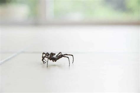 A Guide To Clover Mites How To Identify Tiny Red Bugs