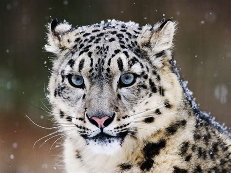 Snow Leopard Wallpapers Hd Wallpapers Id 1514