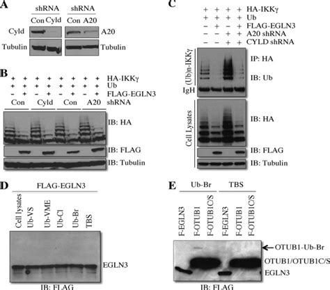 Egln3 Inhibition Of Nf κb Is Mediated By Prolyl Hydroxylase Independent