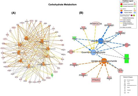 Carbohydrate Metabolism Genes Differentially Regulated Muscle Mrnas Download Scientific