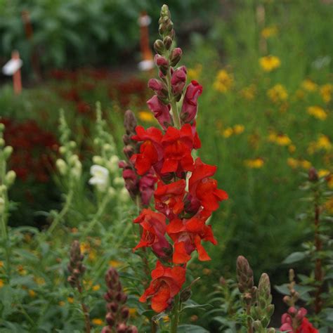 Bulk Snapdragon Seeds Defiance Bulk Wildflowers