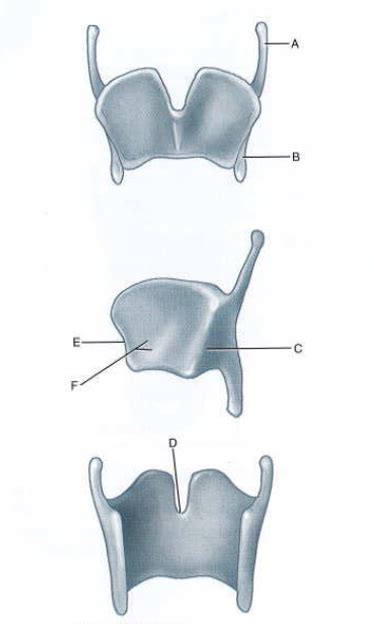 Thyroid Cartilage Landmarks Diagram Quizlet