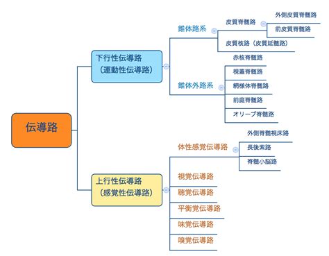 運動性伝導路と感覚性伝導路をマインドマップにまとめてみた 解剖生理学勉強法