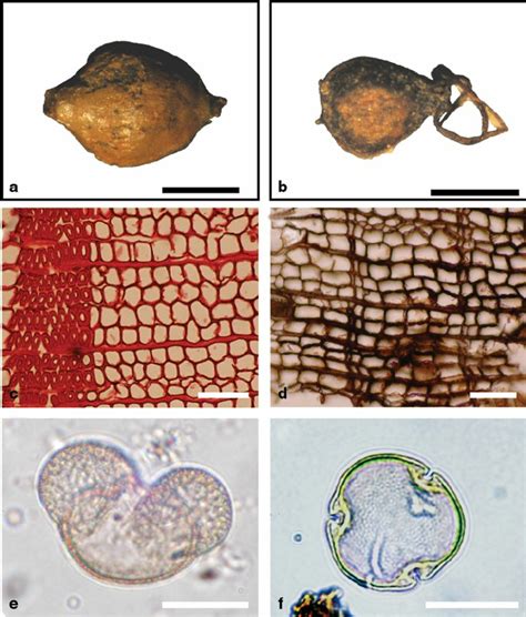 2 Representative Macro And Microfossil Materials Such As Seeds