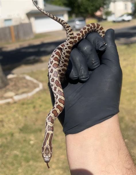 “why Get A Morph When You Can Get Different Species With The Same