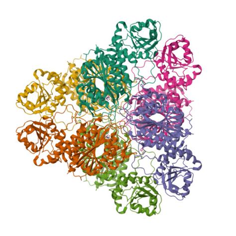 RCSB PDB 8PZM Intracellular Leucine Aminopeptidase Of Pseudomonas