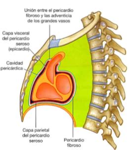 Cavidad Torácica Mediastino y Saco Pericárdico Mind Map