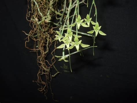 Mystacidium Gracile