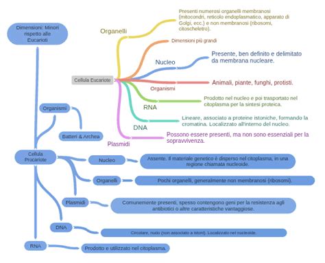 Cellula Eucariote Cellula Procariote Coggle Diagram