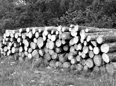 Premium Photo Firewood Stack Against Trees