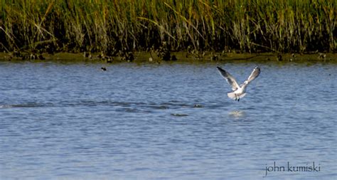 How To Sight Fish Capt John Kumiskis Spotted Tail Website