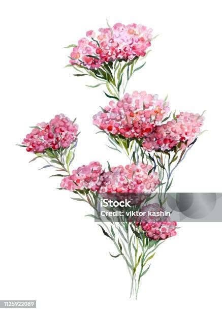 쌀 꽃입니다 식물의 Handdrawn 수채화 그림입니다 고립 된 개체입니다 인사말 카드 결혼식 초대장의 디자인에 대 한 요소