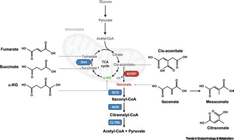 Itaconate In Host Inflammation And Defense Trends In Endocrinology