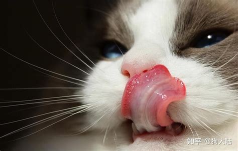 猫咪舔人正常，但是舔这些位置，可就不简单了 知乎