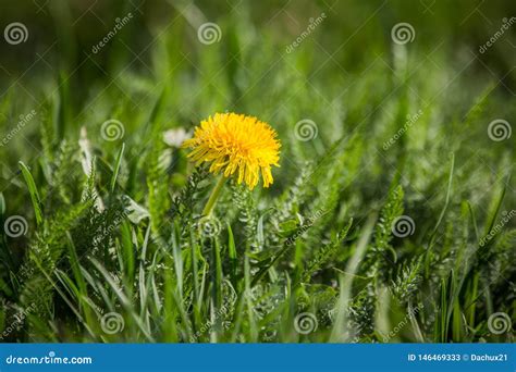 Beautiful Wild Edible Dandelions Growing In A Grass Spring Flowers In