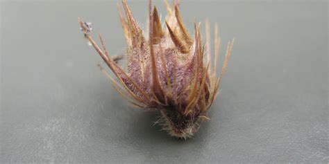 Sand Spurs Hurt Problem Solved Pest Control