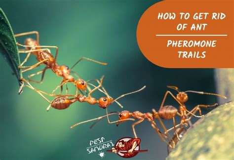 How To Get Rid Of Ant Pheromone Trails Natural Solutions Pest Samurai