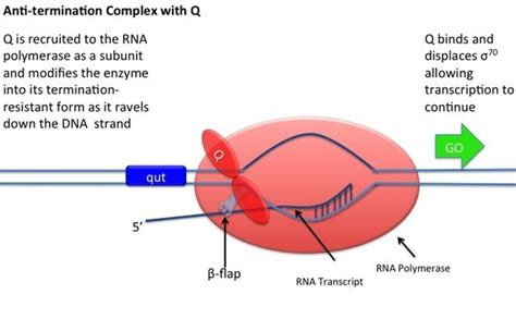 Lambda Phage Wikipedia