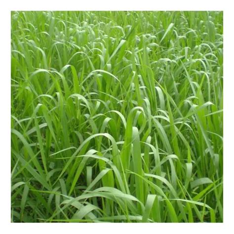 Semillas De Aruana Panicum Maximum Grass 500 G Mercadolibre
