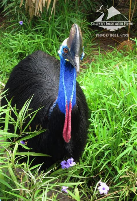Home Cassowary Conservancy