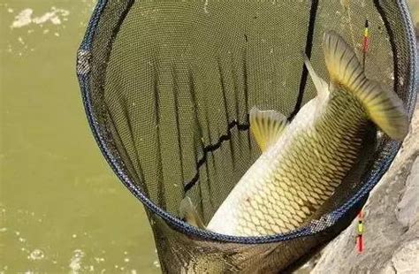 夏季怎麼釣草魚十幾年老釣手教你三個秘訣不想撲空就早點用 每日頭條