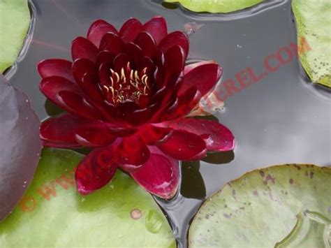 Nymphaea Black Princess