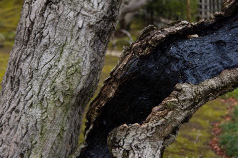 Split Trree Trunk By Red Trela On Deviantart