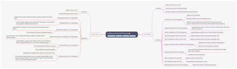 Comprehensive Guide To Lumbar And Sacral Plexuses