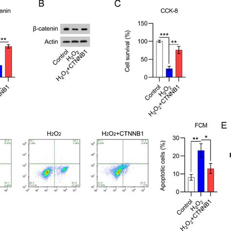 β Catenin Was Downregulated In H 2 O 2 Treated Cardiomyocytes