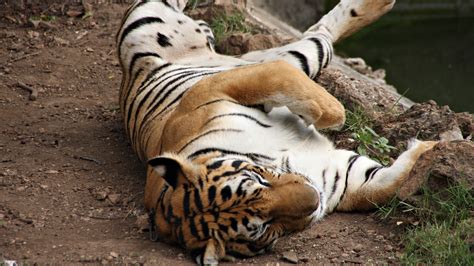 Wallpaper Grass Tiger Wildlife Big Cats Zoo Striped Play Lie