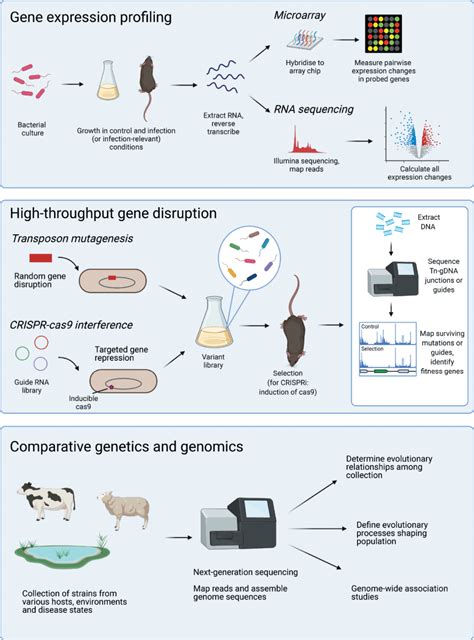 Experimental Approaches To Understanding Pathogenesis Veterian Key
