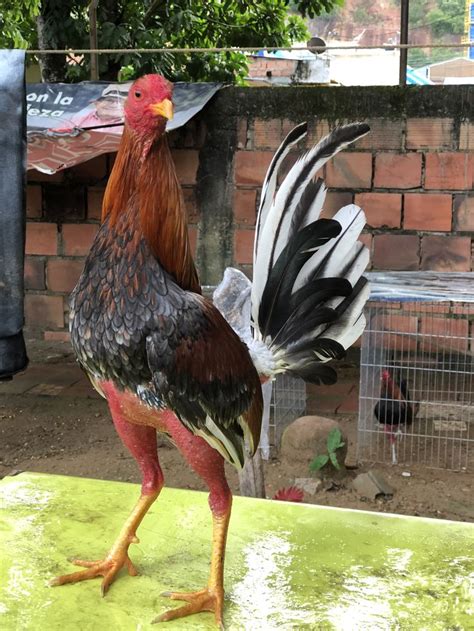 Pin En Gallos
