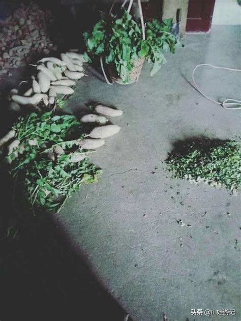 湖南農村養殖夫婦這樣餵豬，太搶手！每年年底出欄的豬根本不夠賣 每日頭條