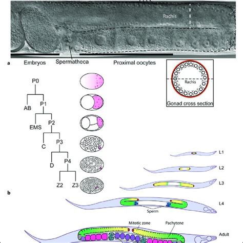 Overview Of C Elegans Development A Differential Interference
