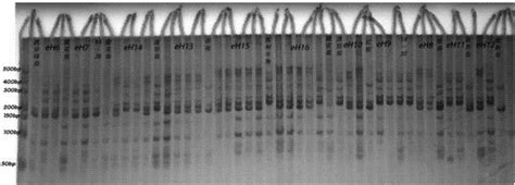 一种利用ssr分子标记鉴定栽培茄与野生茄种间杂交f1杂种的方法与流程