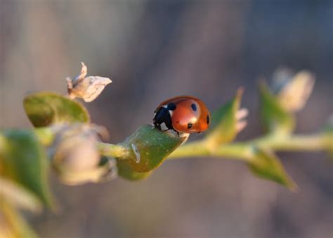 Seven Spot Ladybug Project Noah